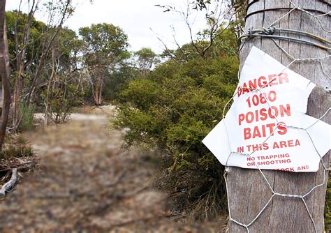Poison Baiting Trapping Or Shooting Whats The Best Method