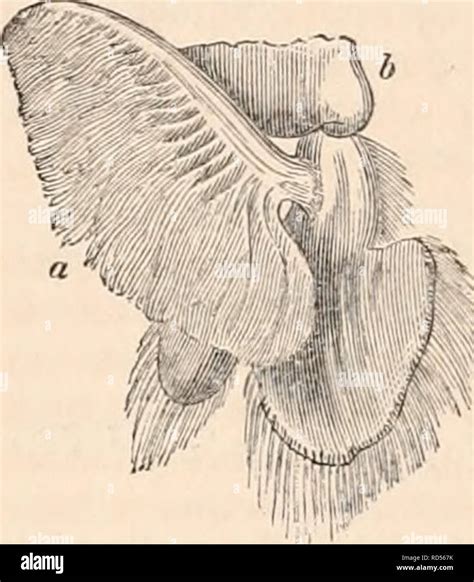 The Cyclopædia Of Anatomy And Physiology Anatomy Physiology