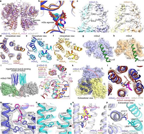 Structural Comparison With Other Gpcr Structures And Binding Modes Of