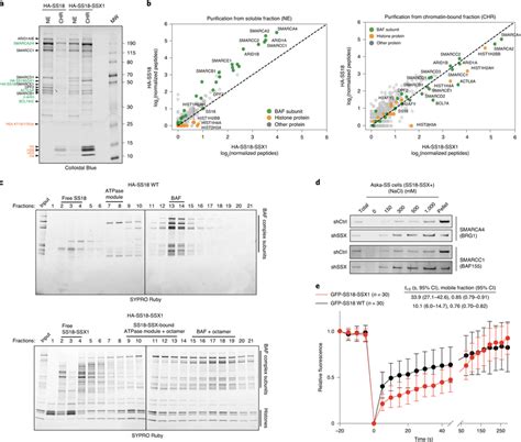 Ss18 Ssx Containing Baf Complexes Exhibit Increased Affinity For