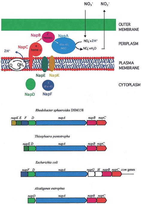 Periplasmic Nitrate Reduction And Organization Of The Nap Gene Clusters