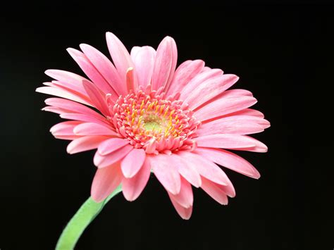 Pink Daisy Wallpapers Hd Wallpapers Id 5767