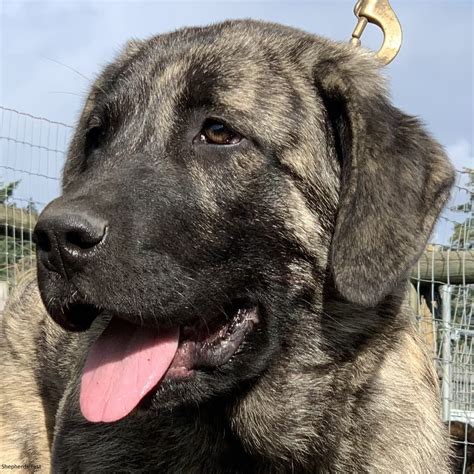 Anatolian Mastiff