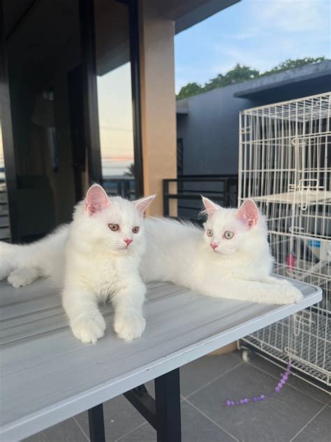 Chloe And Casper Added A New Photo Chloe And Casper