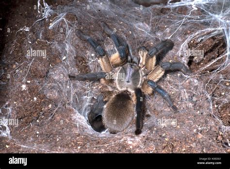 Socotra Island Blue Baboon Tarantula Monocentropus Balfouri Female East Coast Of Africa In