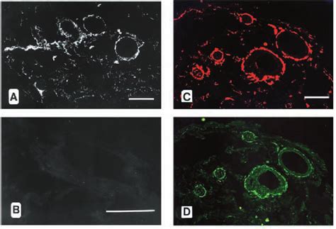 A Mouse Cc Helicine Arteries Supplied With Adrenergic Th Ir