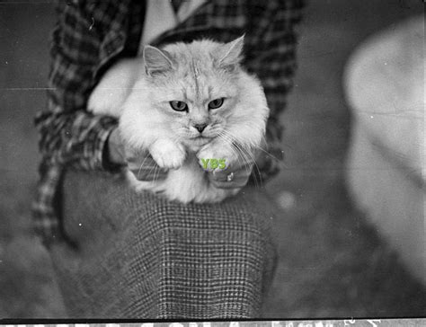 Ybs Meaning Slang Term Definition And Example Usage