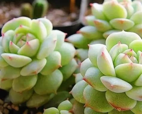 多肉怎麼用多菌靈 每日頭條