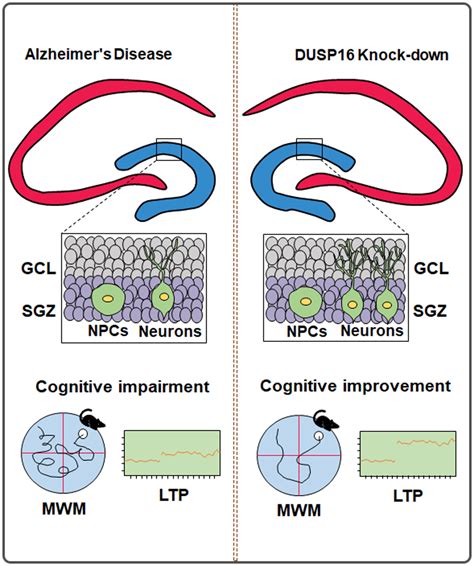 Aging Cell Vol 24 No 2