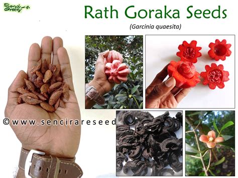 Rare Various Seeds Senci Rare Seeds Area
