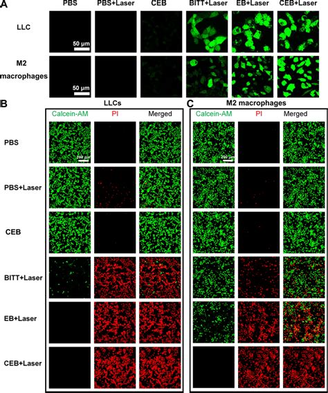 Biological Effect Induced By Bitt Based Nanoparticles A Ros Level In
