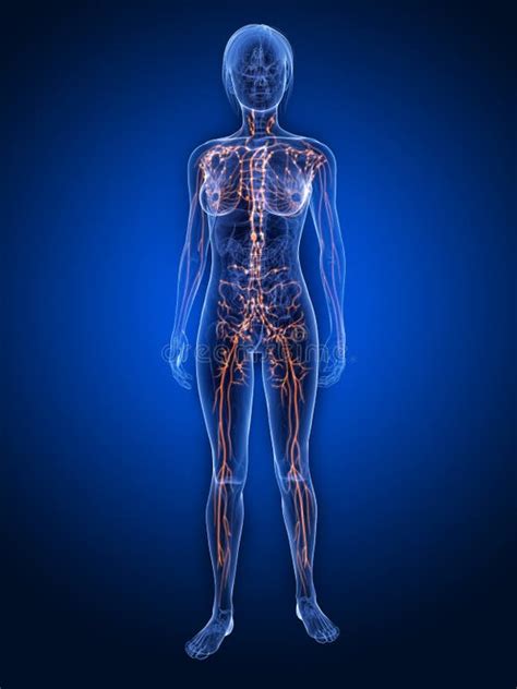 highlighted lymphatic system stock illustrations 48 highlighted