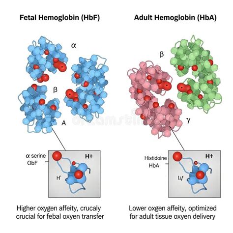 Diagram Comparing Fetal Hemoglobin Hbf And Adult Hemoglobin Hba On The Left Hbf Is Shown