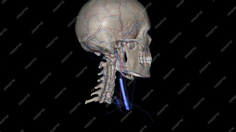 Premium Photo The Internal Jugular Vein Is A Paired Venous Structure