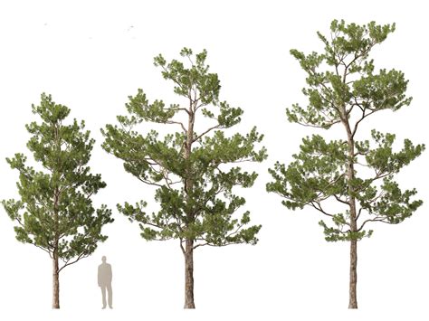 Pinus Elliottii Slash Pine 3d Model By 3dgardenplants