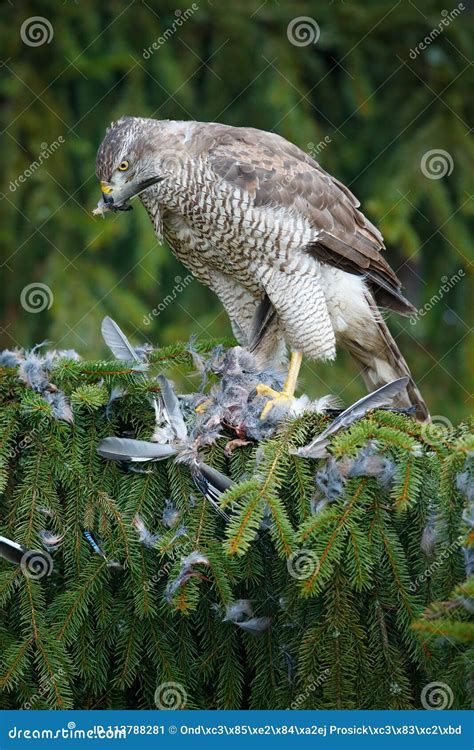 Bird Behaviour Bird Of Prey Goshawk Kill Jay On Green Spruce Tree