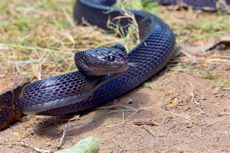 Premium Photo Angry Black Boiga