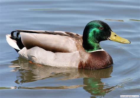 Identify Types Of Dabbling Ducks Wildfowl Photography Photos Of