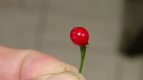 Cap 500 Pepper Hrseeds