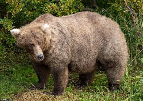 Fat Bear Week Arrives As The Biggest Brown Bears In Alaskas Katmai National Park Battle For