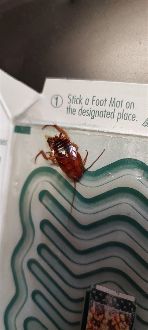 I Seem To Be Terrible At Identifying Cockroach Types San Diego Ca R I Seem To Be Terrible At Identifying Cockroach Types San Diego Ca R