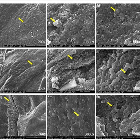 Tensile Strength And Modulus Of Elasticity Of The Prf Membranes
