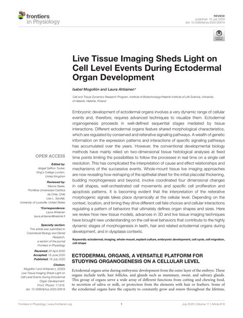 Pdf Live Tissue Imaging Sheds Light On Cell Level Events During