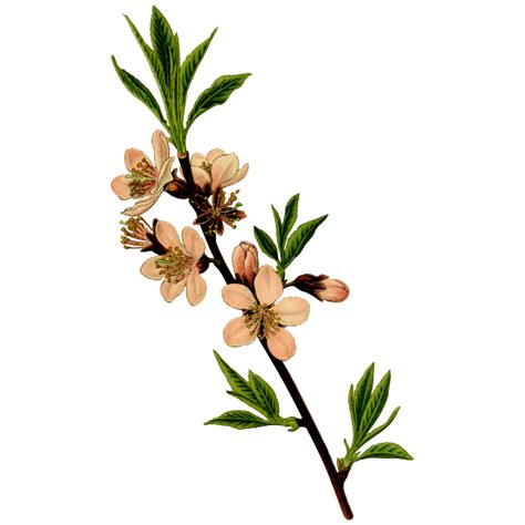 Almond Tree Vector