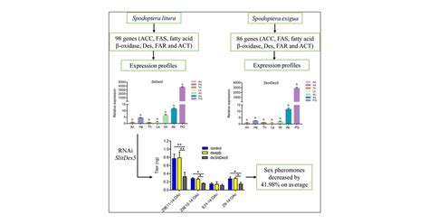 Identification And Expression Profiles Of Candidate Sex Pheromone