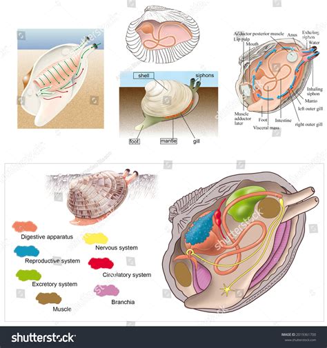 Molluscs Bivalves External Internal Anatomy Some Stock Illustration