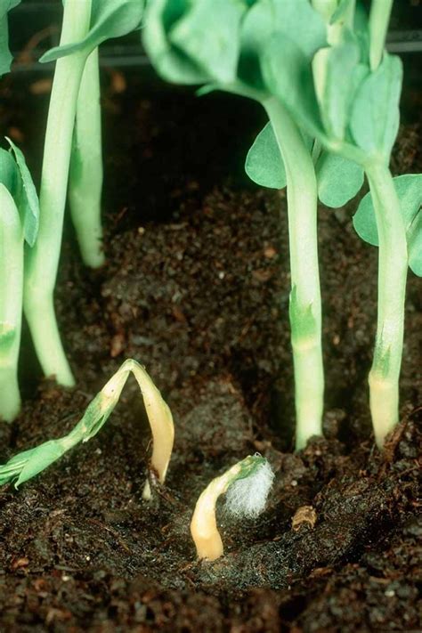 How To Identify And Treat Common Broccoli Diseases Gardeners Path