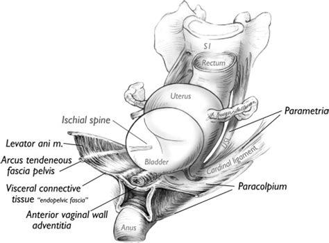Anatomy Of Pelvic Floor Dysfunction Obstetrics And Gynecology Clinics