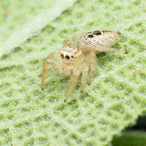 Thyene Imperialis Insect Identification Guide Habitat And Facts