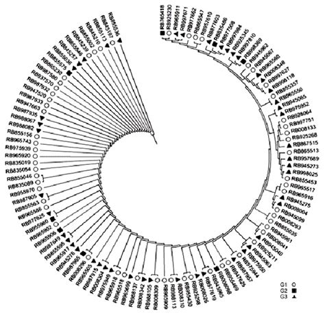 dendrogram created by the unweighted pair group method with arithmetic