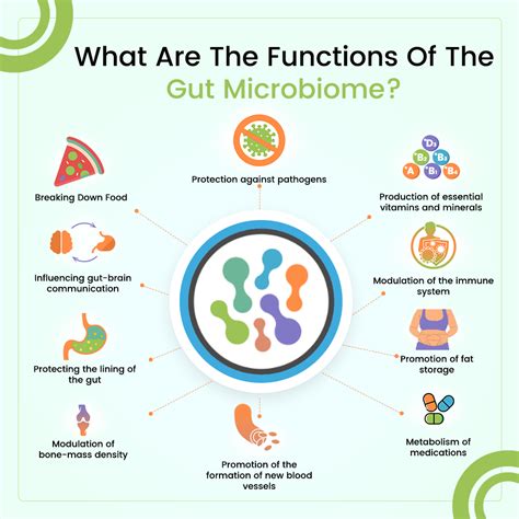Personal Biome Bank The Gut Microbiome