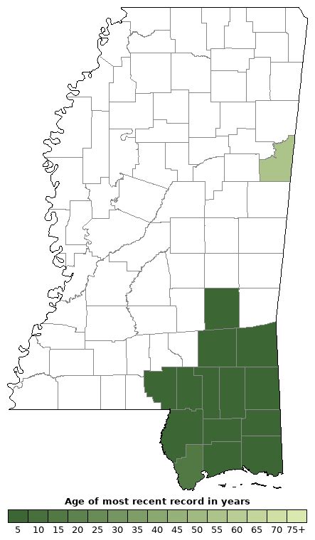 Gopher Tortoise Reptiles And Amphibians Of Mississippi