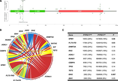 Landscape Of Ptpn11 Mutations In Adult Aml A Protein Domain Structure