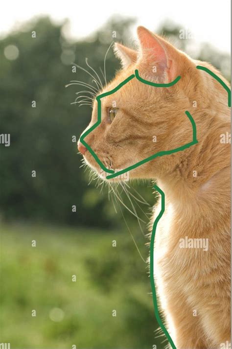 Cat Side Profile Drawing Reference