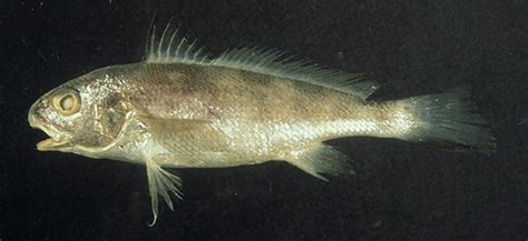 Johnius Bloch 1793 Род ДЖОНИУСЫ ДЖОНИИ 33 вида