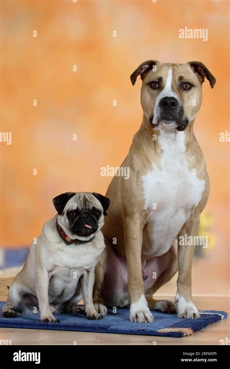 Pug Mixed With Pitbull