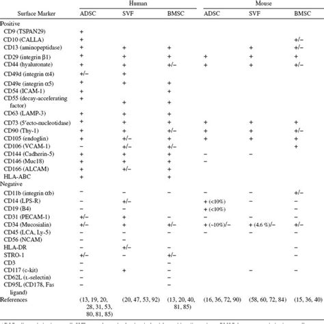 Cell Surface Markers Of Adsc Svf And Bmsc In Human And Mouse