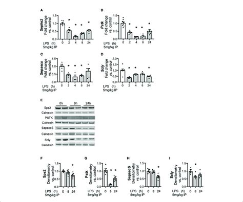 Endotoxemia Decreases Hepatic Factors Required For The Conversion Of