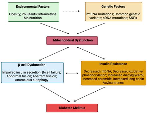 Mitochondrial Dysfunction In Diabetes Shedding Light On A Widespread