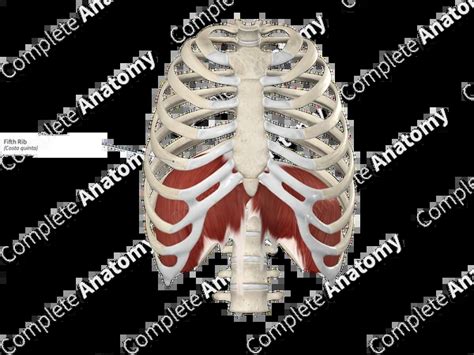 Rib Bone Anatomy 3d Real Human Rib Cage Model Turbosquid 1637730