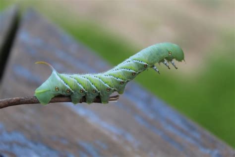 Types Of Caterpillars From The Fuzziest To The Spikiest