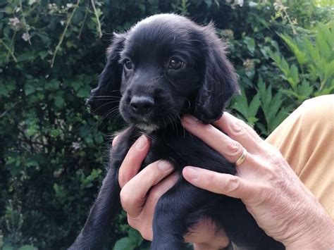 Working Cocker Spaniel Pups Gundog Trader