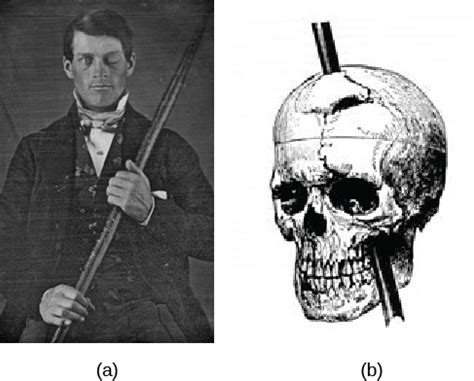 The Brain And Spinal Cord Psychology