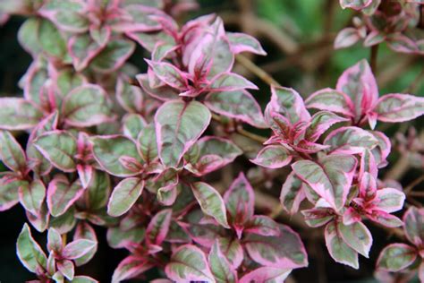 Fuchsia Variegated Leaf Variegated Foliage Free Photos On Fuchsia Variegated Leaf Variegated Foliage Free Photos On