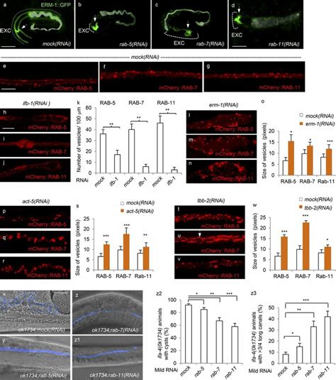 Endosomal Membrane Delivery Is Strictly Required For Lumenal Membrane