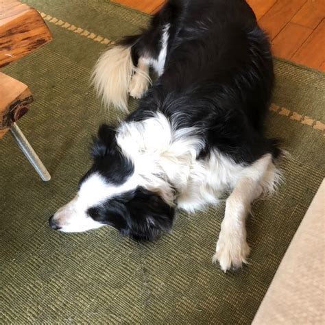 Eliza Harrison Youtube